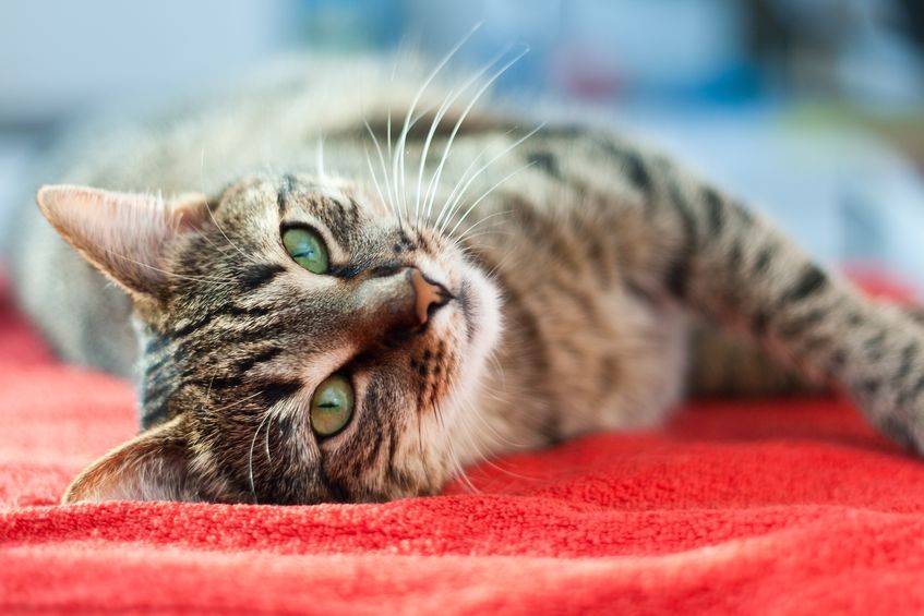 The Benefits of Spaying/Neutering Your Cat - The Cats Inn